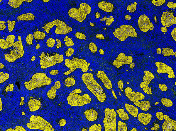 Antibody Guides - Creative Diagnostics