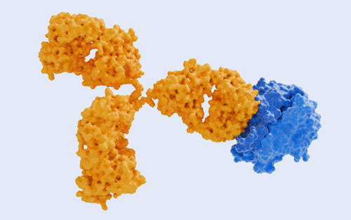 Antibodies for Immunofluorescence (IF) - Creative Diagnostics