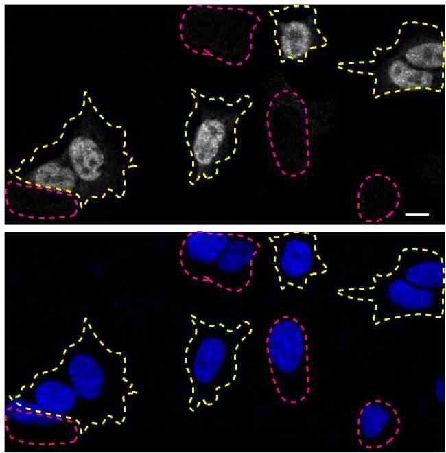 Antibodies for Immunofluorescence (IF) - Creative Diagnostics
