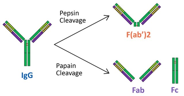 Antibody Modification - Creative Diagnostics