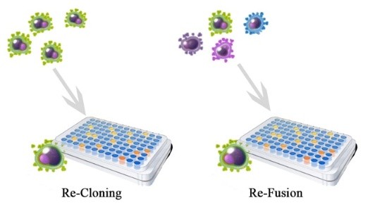 Antibody Modification - Creative Diagnostics