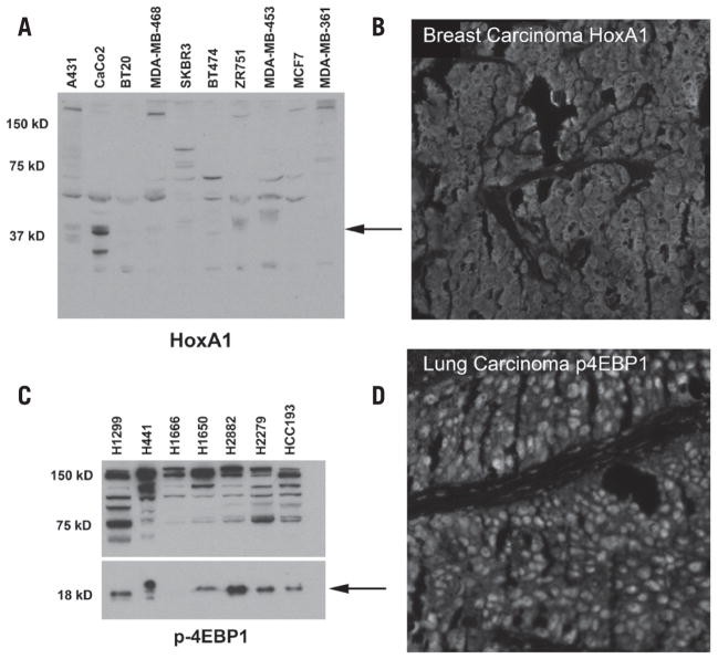 Antibody Specificity Validation - Creative Diagnostics