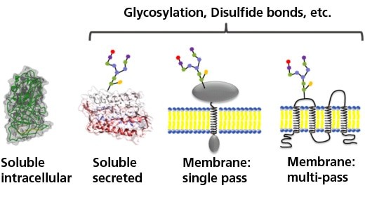 Antigen Generation - Creative Diagnostics