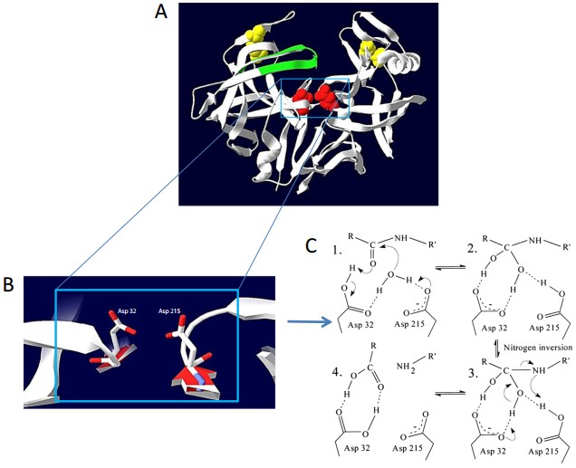 Aspartic Protease - Creative Diagnostics