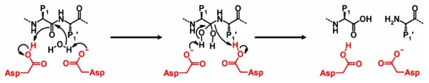 Aspartic Protease - Creative Diagnostics