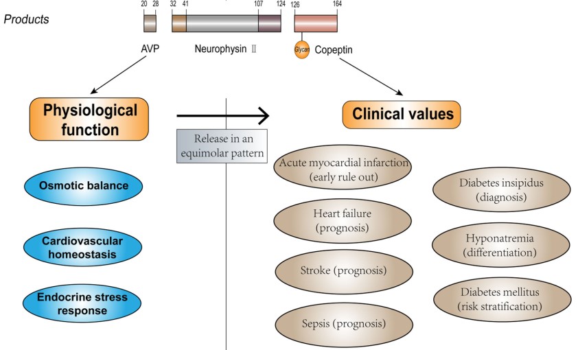 Association of Copeptin with A Variety of Diseases - Creative Diagnostics