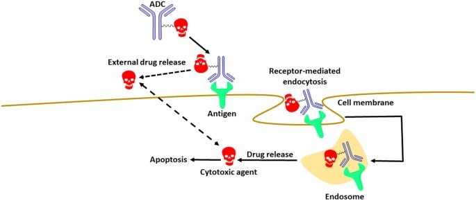Auristatin E and ADC - Creative Diagnostics