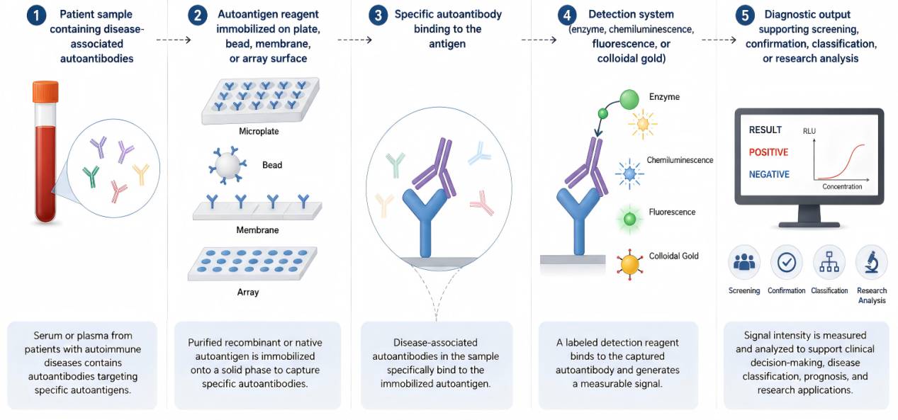 Autoantigen - Creative Diagnostics