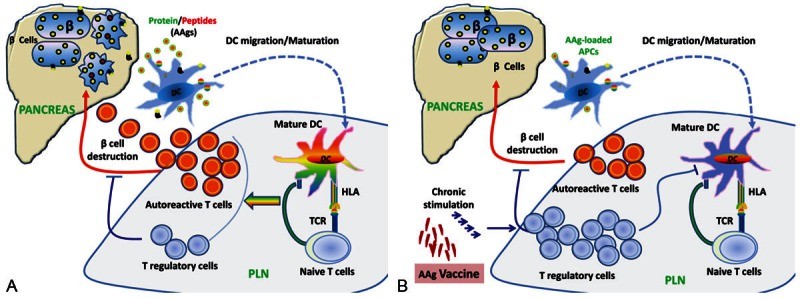 Autoantigen Proteins in T1DM Research - Creative Diagnostics