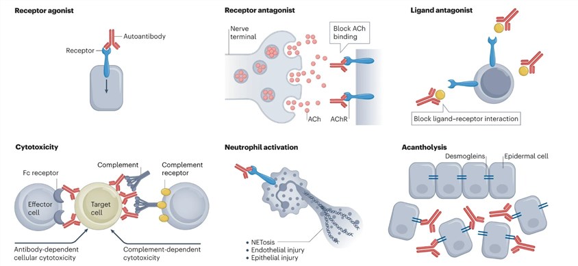 Autoimmune Diseases - Creative Diagnostics