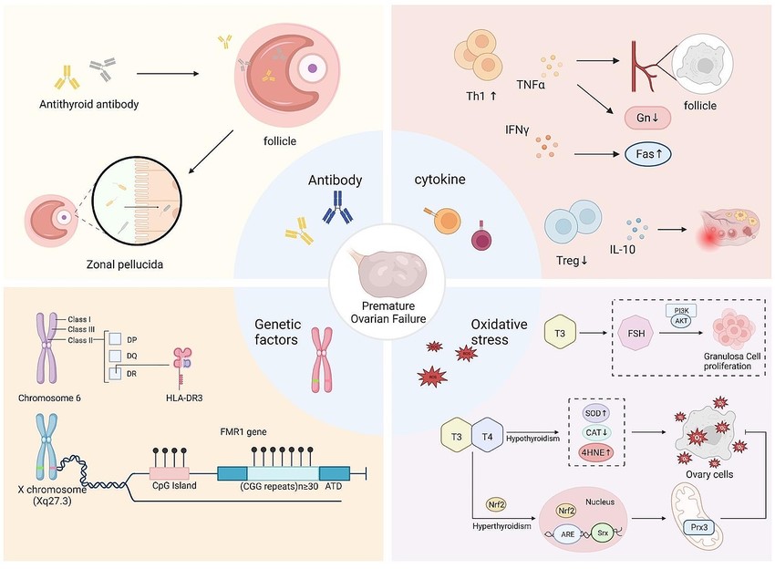 Autoimmune thyroid disease - Creative Diagnostics