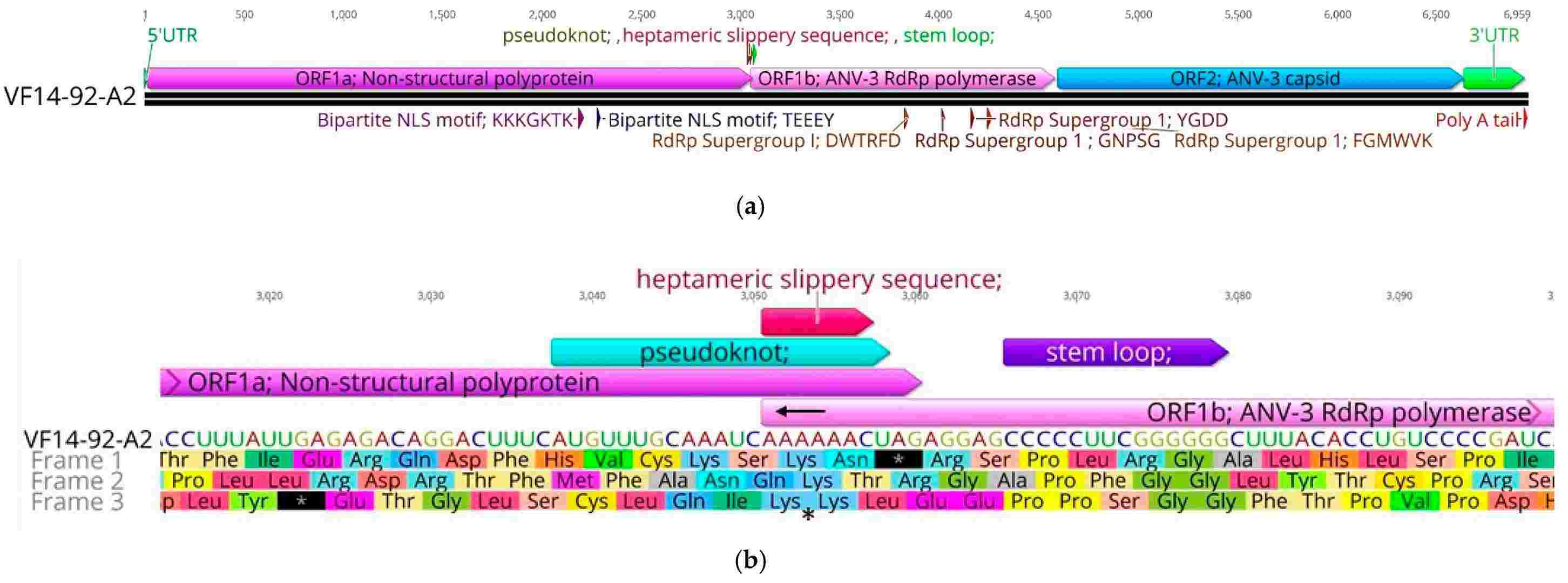 Avian Nephritis Virus - Creative Diagnostics