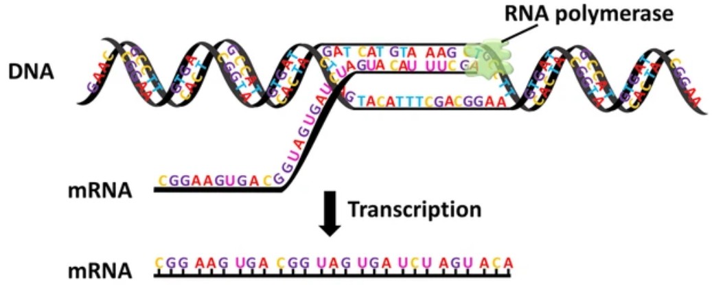 B Cell Sorting & Sequencing Platform - Creative Diagnostics