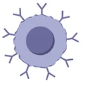 B Cell Sorting & Sequencing Platform - Creative Diagnostics