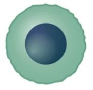 B Cell Sorting & Sequencing Platform - Creative Diagnostics