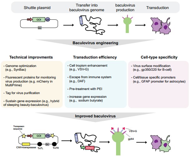 Baculovirus Expression System - Creative Diagnostics