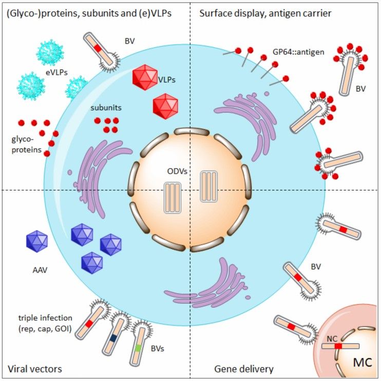 Baculovirus Expression System - Creative Diagnostics