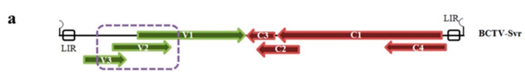 Research Review - Creative Diagnostics