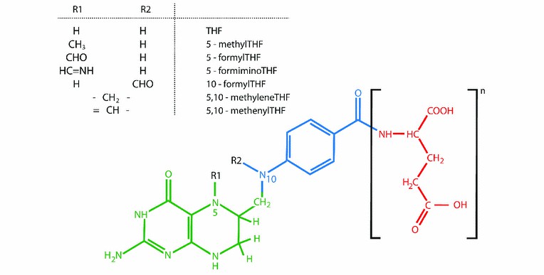 Benefits of Vitamin B9 (Folic Acid) - Creative Diagnostics