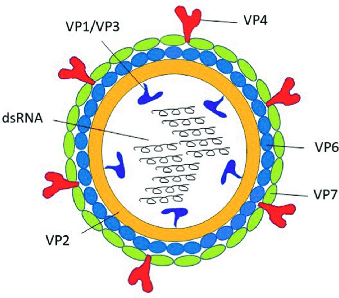 Biomedical Applications of Rotavirus VP6 - Creative Diagnostics