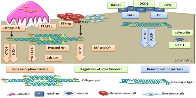 Bone Matrix Collagen