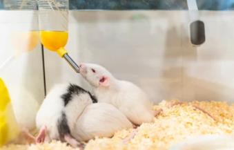 BrdU Staining Protocol - Creative Diagnostics