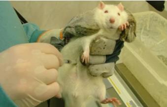 BrdU Staining Protocol - Creative Diagnostics