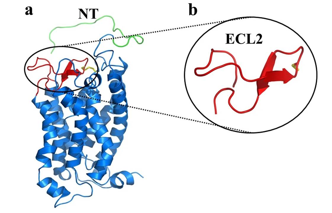 C5a in Immunity and Disease - Creative Diagnostics