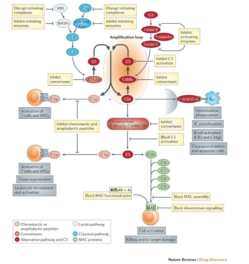 C5a in Immunity and Disease - Creative Diagnostics