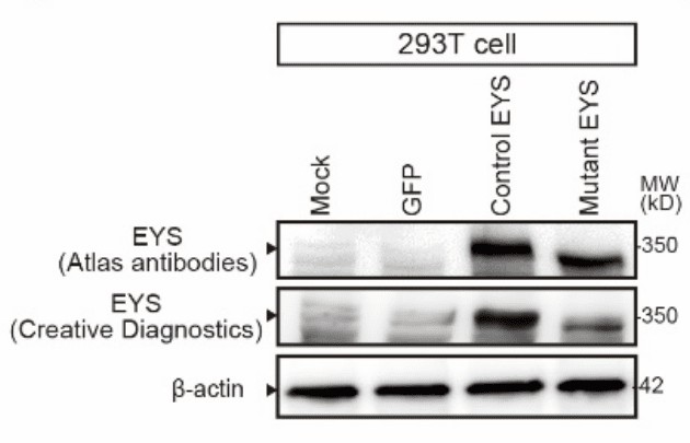Anti-EYS monoclonal antibody, clone 4H20.2 (CABT-B1316) - Creative ...