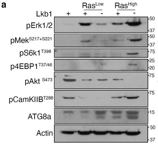Rabbit Anti-Drosophila melanogaster Atg8a polyclonal antibody (CABT ...