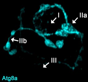 Rabbit Anti-Drosophila melanogaster Atg8a polyclonal antibody (CABT ...