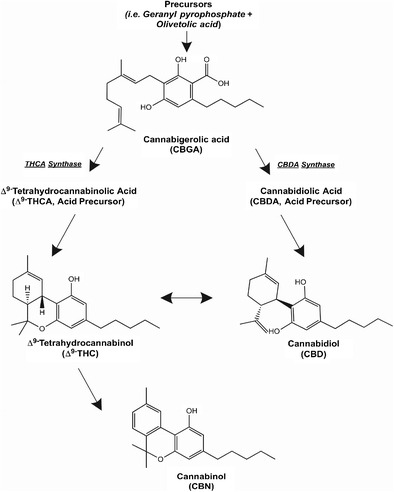 Cannabinoids - Creative Diagnostics