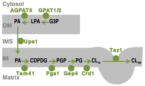 Cardiolipin and Antiphospholipid Antibodies - Creative Diagnostics