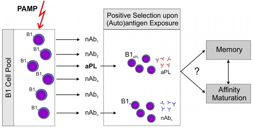 Cardiolipin and Antiphospholipid Antibodies - Creative Diagnostics