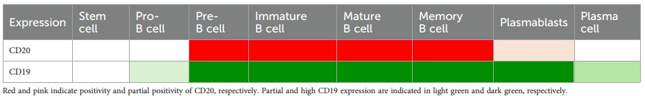 CD19 in Immunity and Therapy - Creative Diagnostics