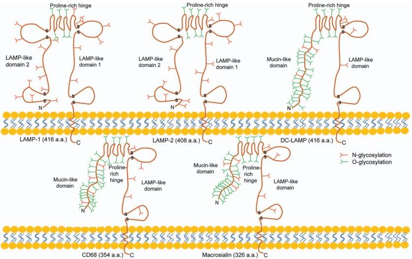 CD68 in immunity and disease - Creative Diagnostics