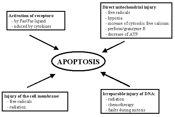 Cell Death by Apoptosis - Creative Diagnostics