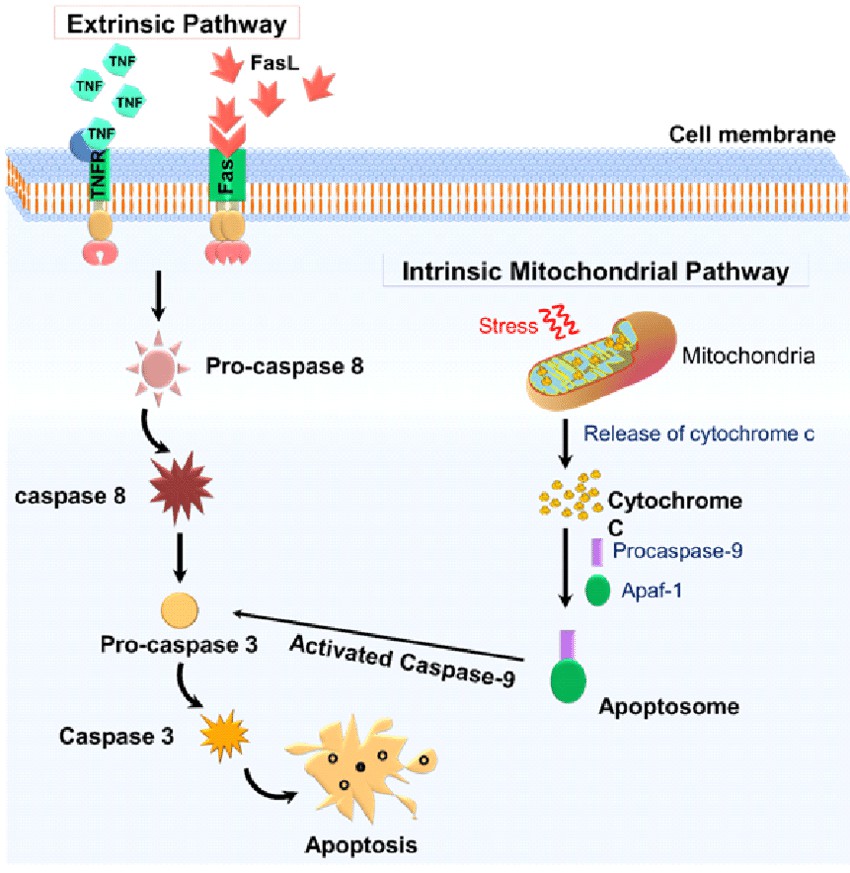Cell Death by Apoptosis - Creative Diagnostics