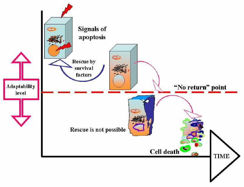 Cell Death by Apoptosis - Creative Diagnostics