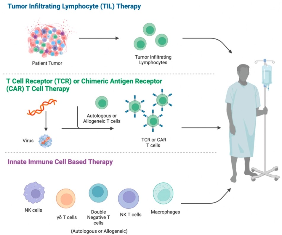 Cell Therapy - Creative Diagnostics