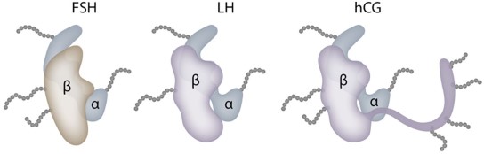 hCG Levels on Human - Creative Diagnostics