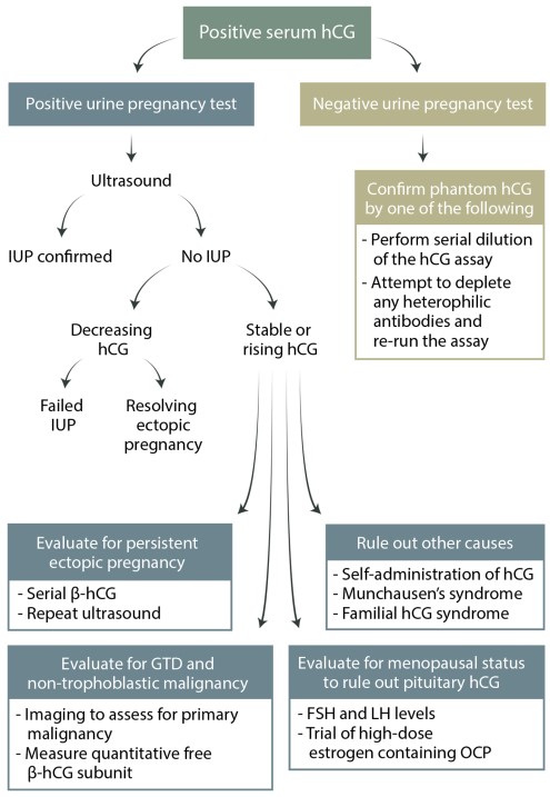 hCG Levels on Human - Creative Diagnostics