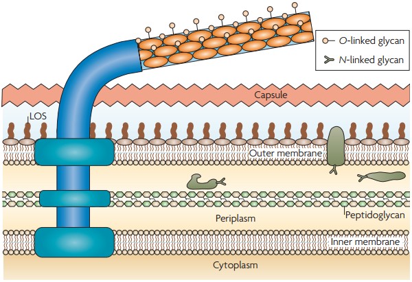 Characteristics and Pathogenic Mechanisms of the Genus Campylobacter - Creative Diagnostics