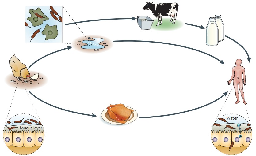 Characteristics and Pathogenic Mechanisms of the Genus Campylobacter ...
