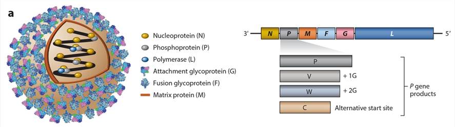 Characteristics of Nipah Virus Glycoproteins - Creative Diagnostics