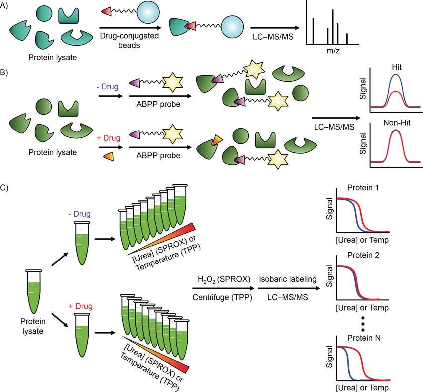 Chemoproteomics-based Off-Target Screening of Small Molecule Drugs ...