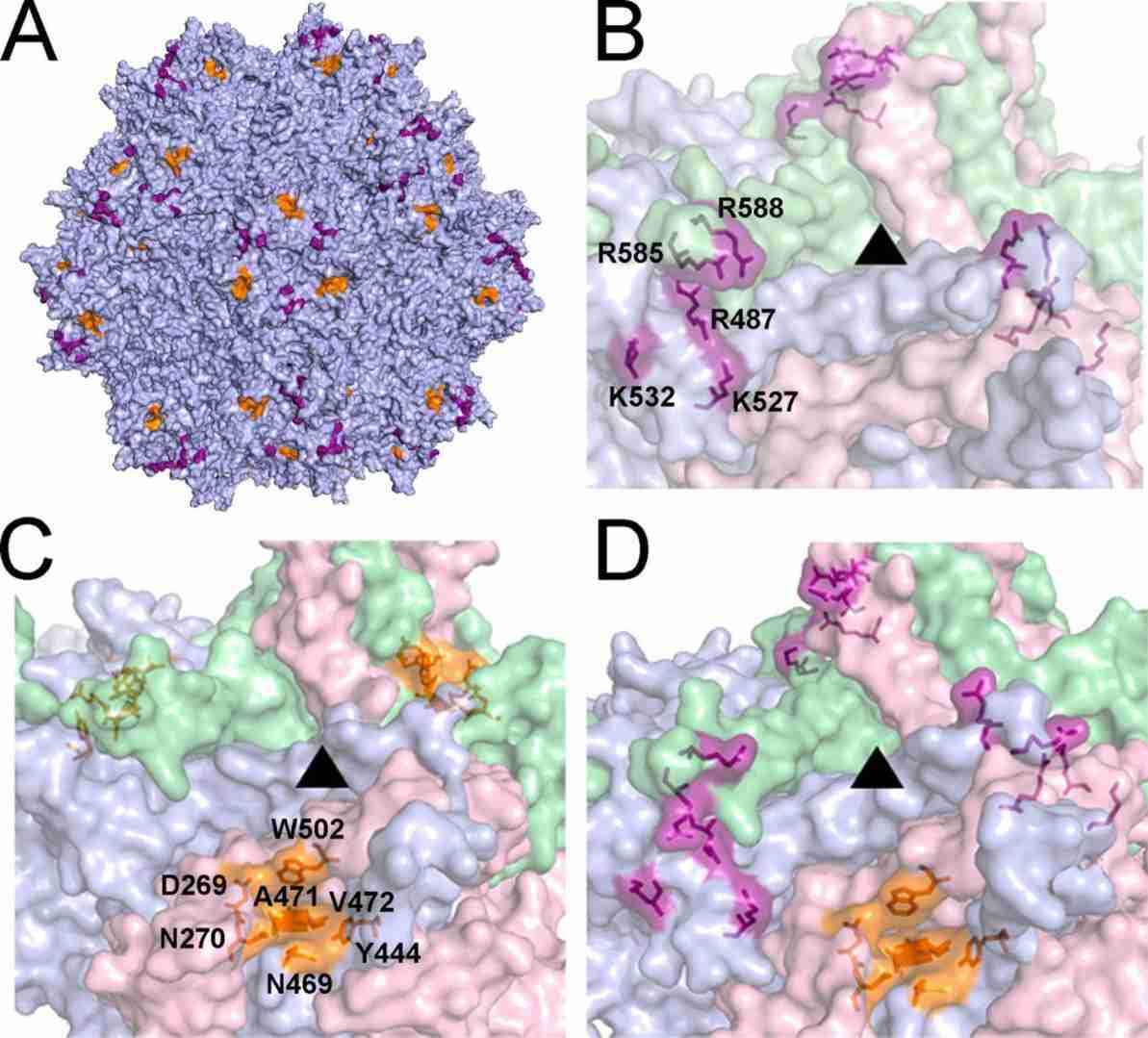 Chimeric AAV - An Innovative Tool for Gene Therapy - Creative Diagnostics