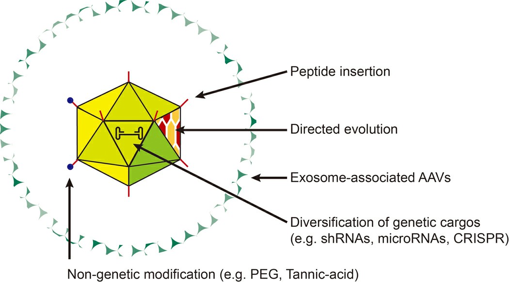 Chimeric AAV - An Innovative Tool for Gene Therapy - Creative Diagnostics