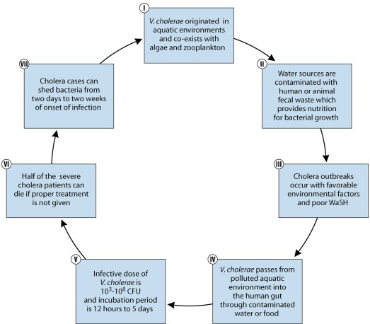 Cholera Caused by Vibrio cholerae - Creative Diagnostics